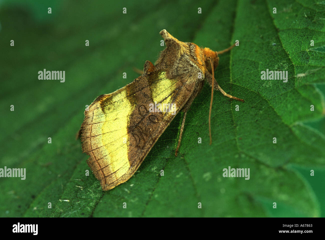 Burnished Brass moth Diachrysia chrysitis Stock Photo - Alamy