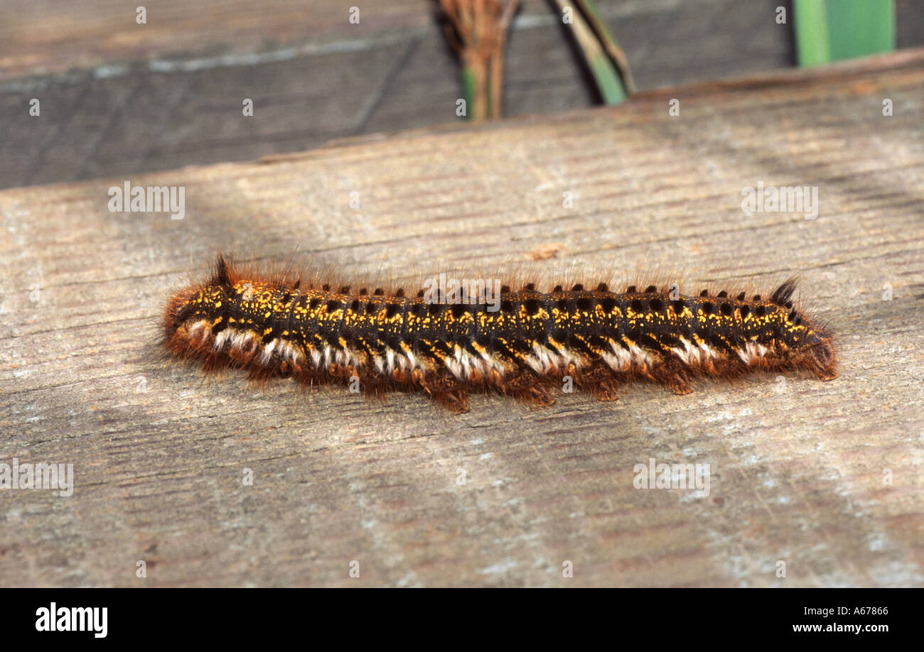 Drinker moth larva Euthrix potatoria Stock Photo - Alamy