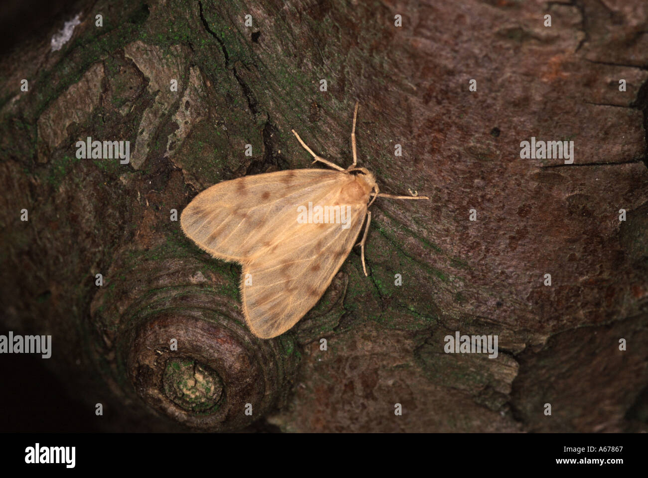 Muslin Footman moth Nudaria mundana Stock Photo - Alamy