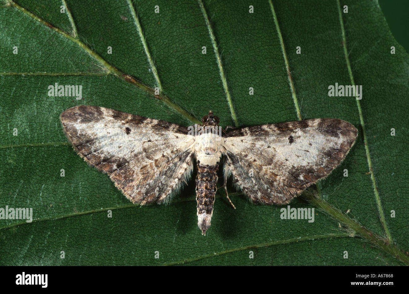 Bordered Pug moth Eupithecia succenturiata Stock Photo - Alamy