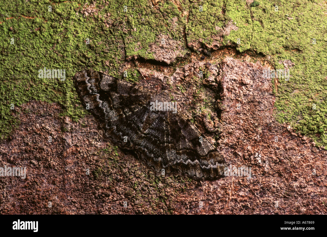 Mottled Beauty moth Alcis repandata Stock Photo - Alamy