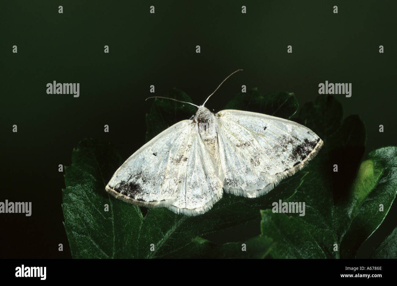 Clouded Silver moth Lomographa temerata Stock Photo - Alamy