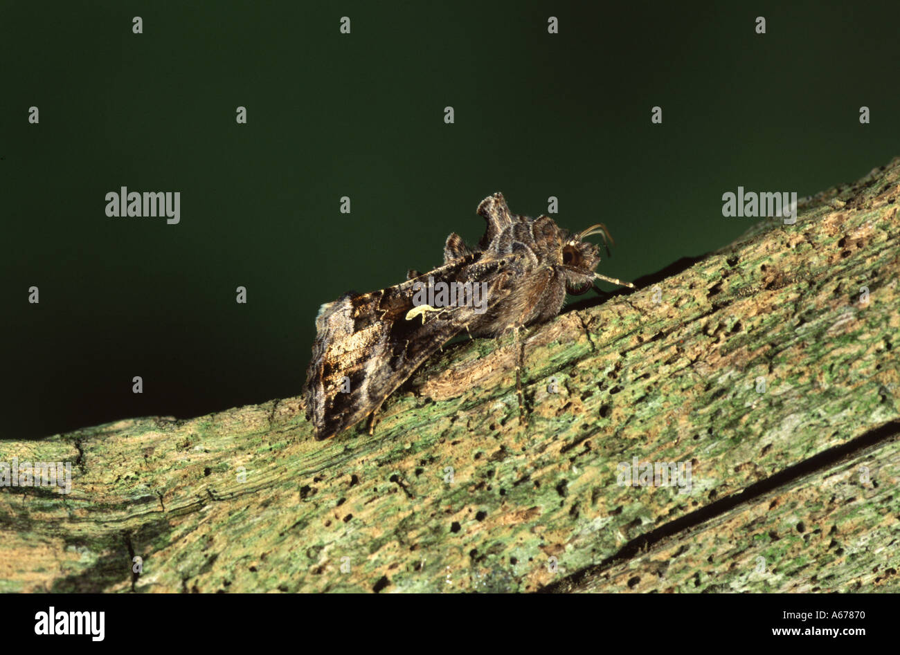 Silver Y moth Autographa gamma Stock Photo - Alamy