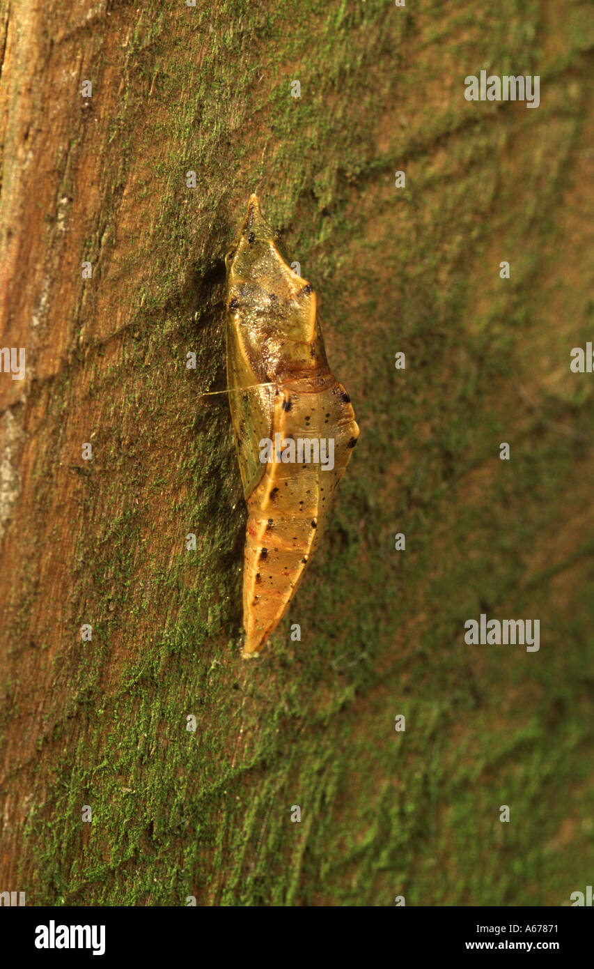 Small White butterfly pupa Artogeia rapae Stock Photo - Alamy