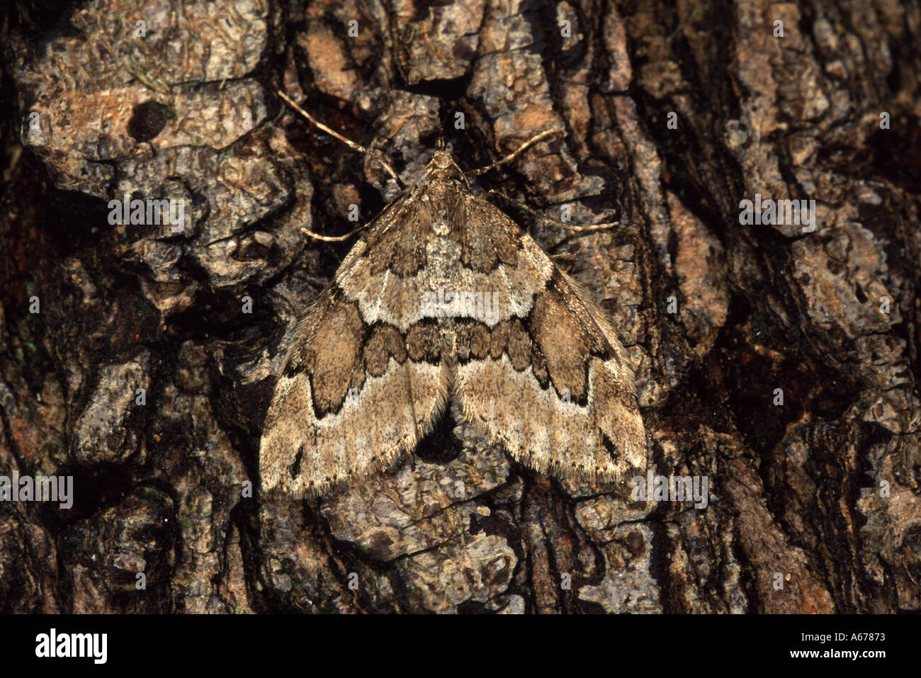 Juniperata hi-res stock photography and images - Alamy