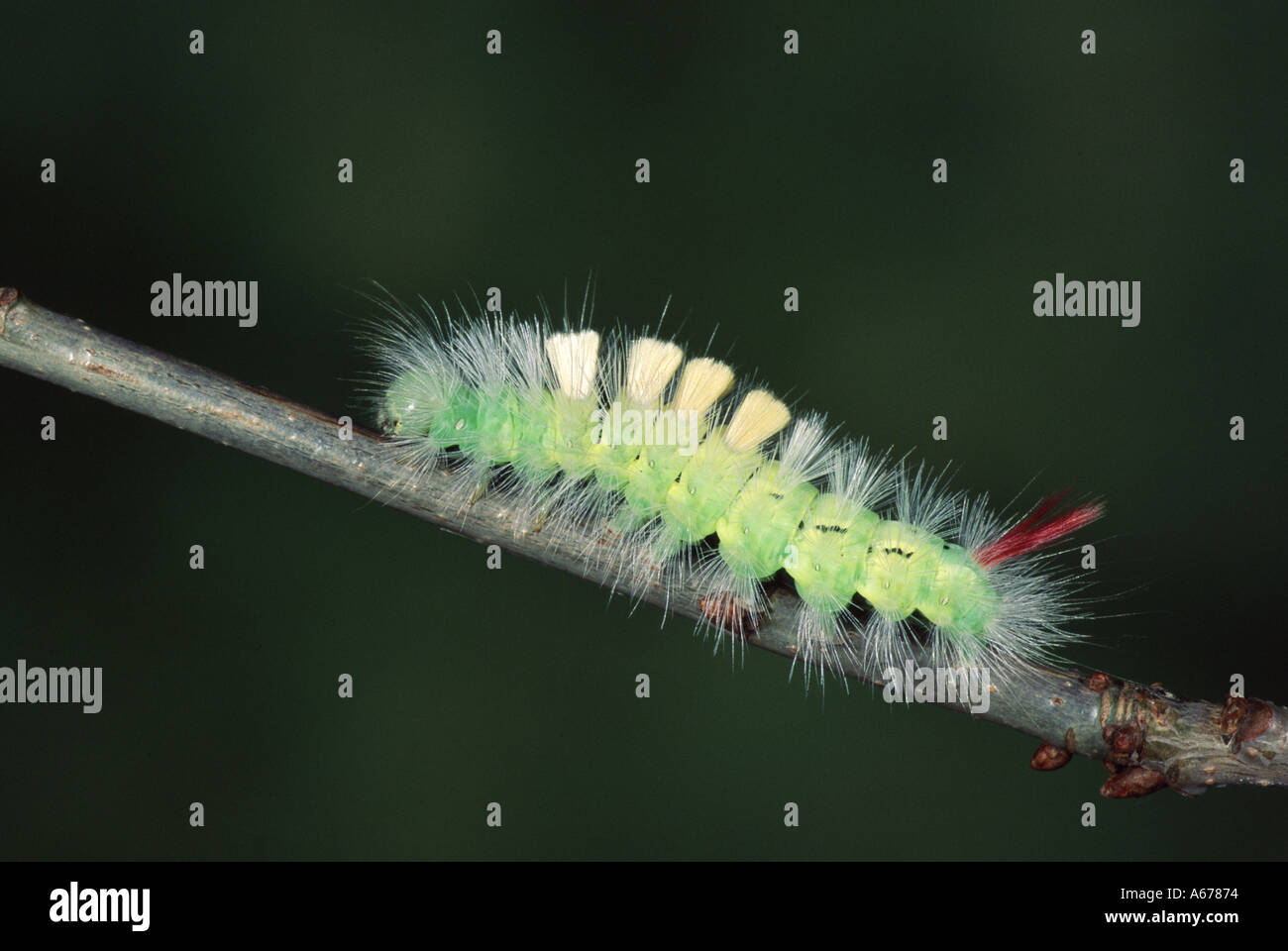 Pale Tussock moth larva Calliteara pudibunda Stock Photo - Alamy