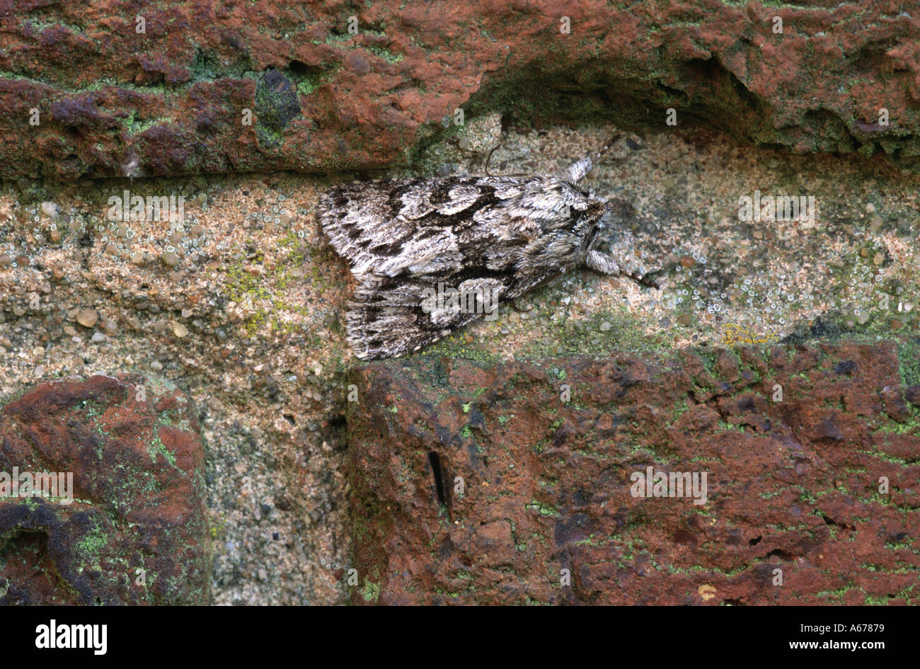 Early Grey moth Xylocampa areola Stock Photo - Alamy