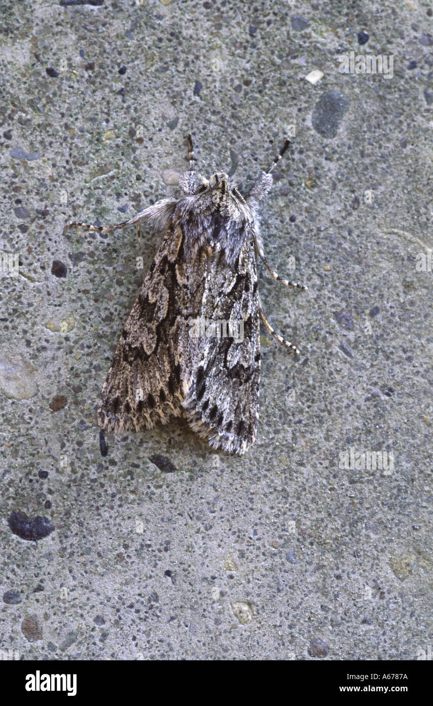 Early Grey moth Xylocampa areola Stock Photo - Alamy