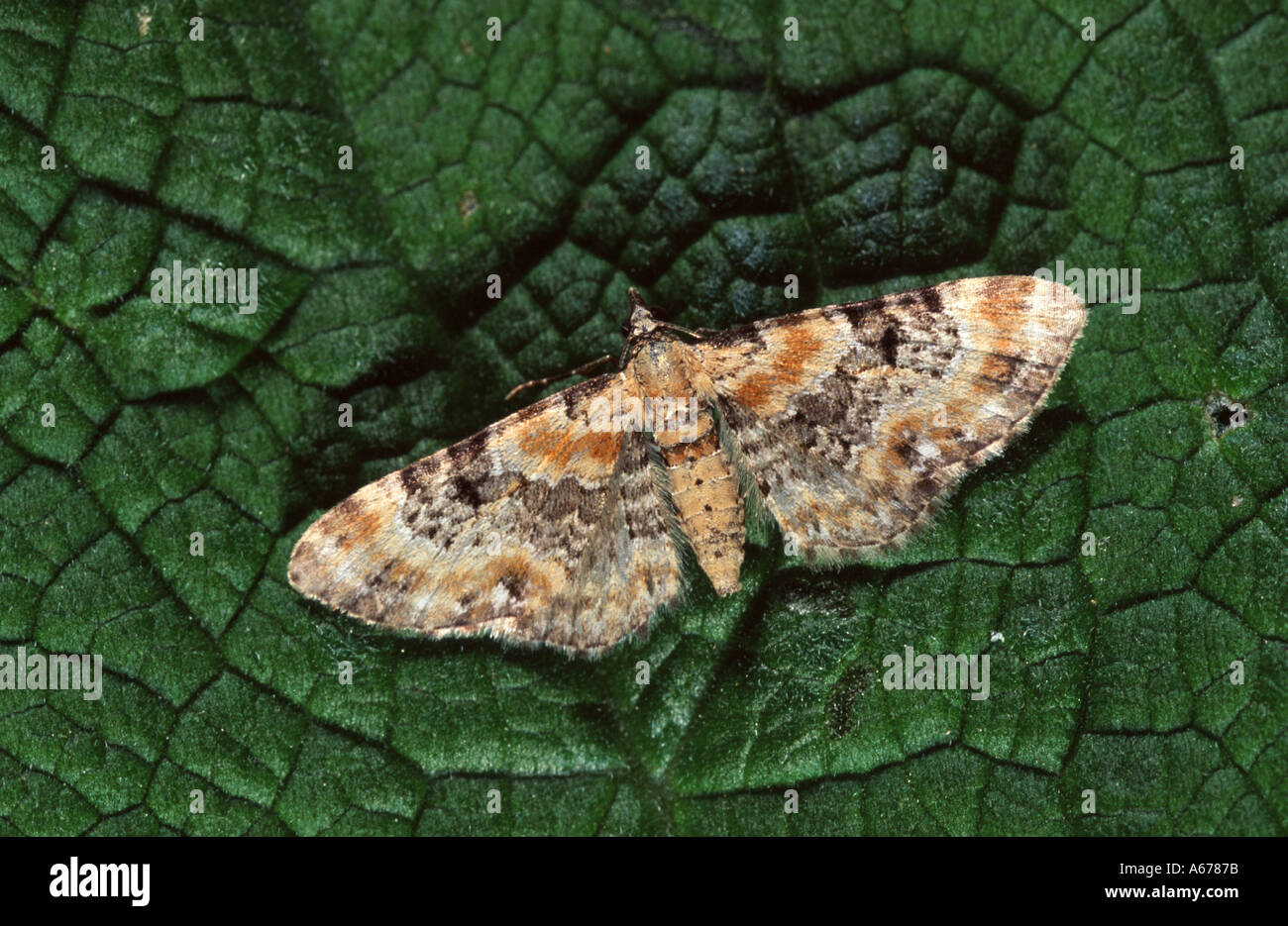 Foxglove Pug moth Eupithecia pulchellata Stock Photo - Alamy