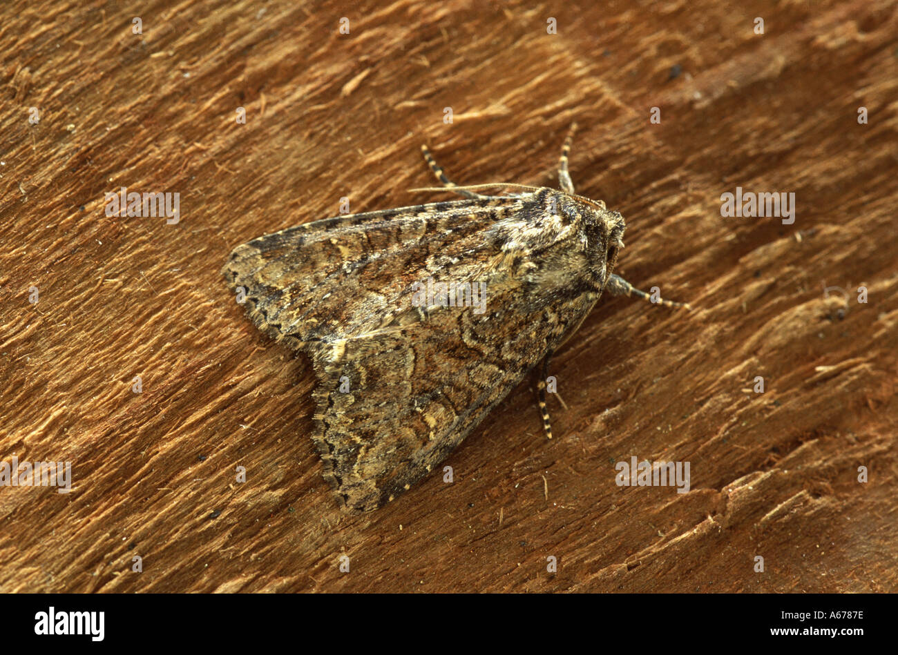 Dusky brocade moth hi-res stock photography and images - Alamy