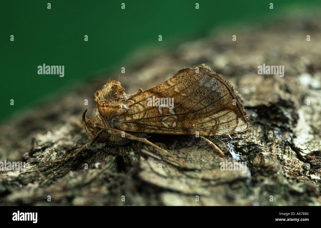 Golden Plusia moth Polychrysia moneta Stock Photo - Alamy