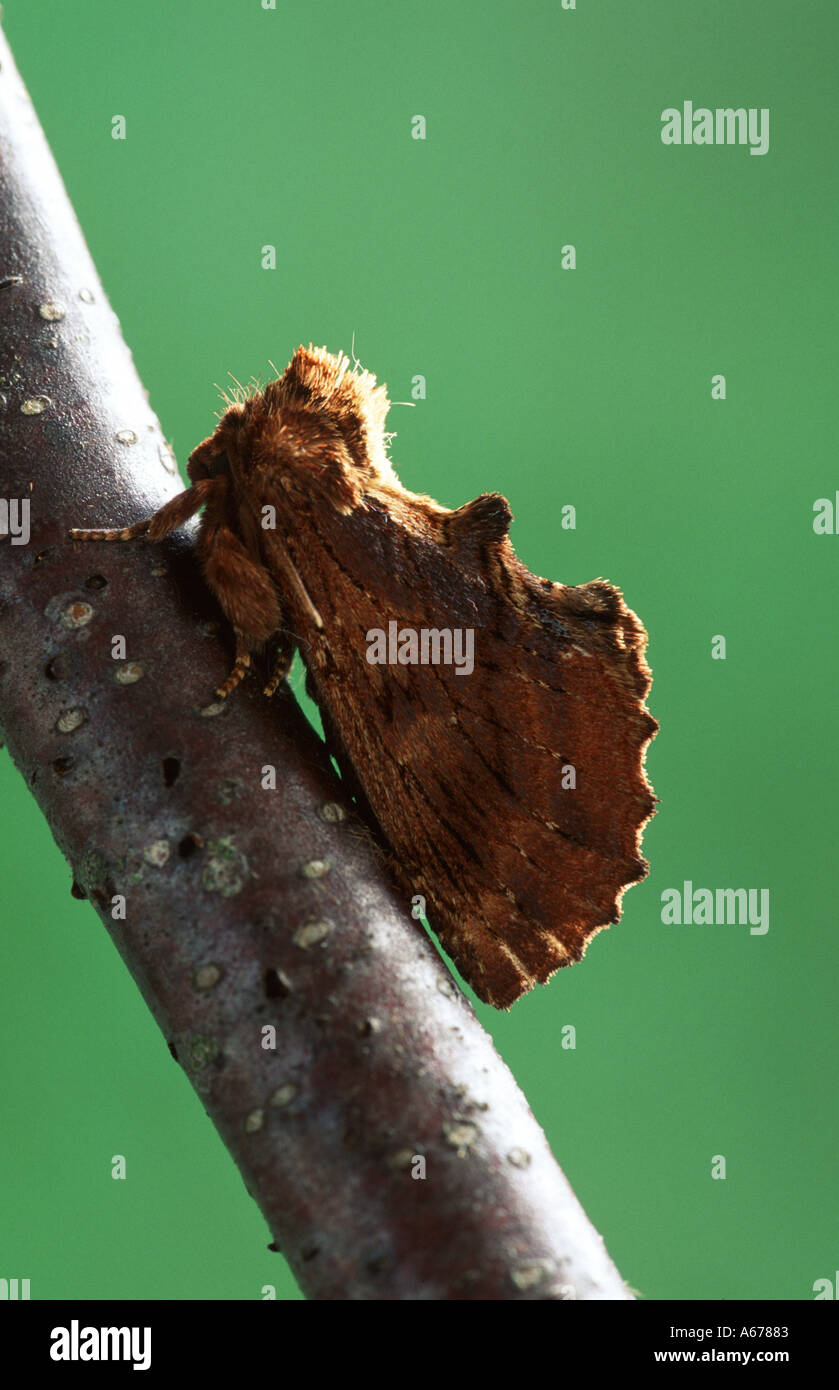 Coxcombe hi-res stock photography and images - Alamy