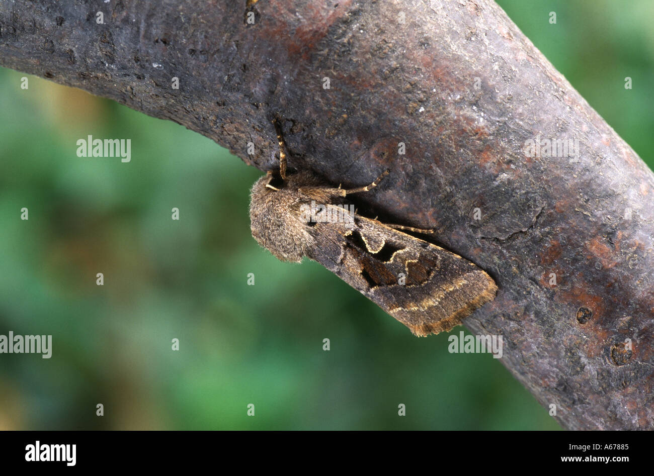 Hebrew Character moth Orthosia gothica Stock Photo - Alamy