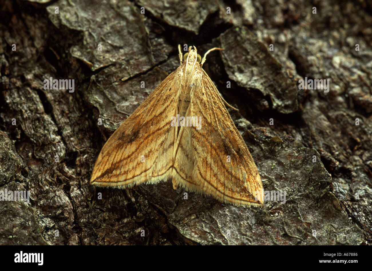 Garden pebble moth hi-res stock photography and images - Alamy