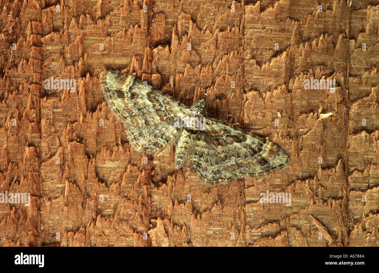 Double Striped Pug moth Gymnoscelis rufifasciata Stock Photo - Alamy