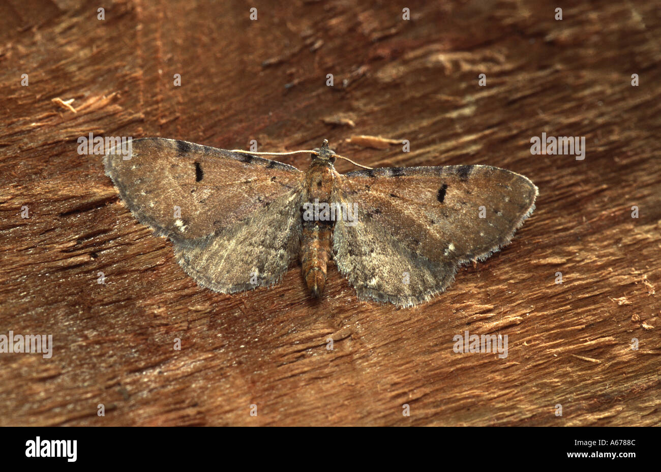 Currant moth hi-res stock photography and images - Alamy