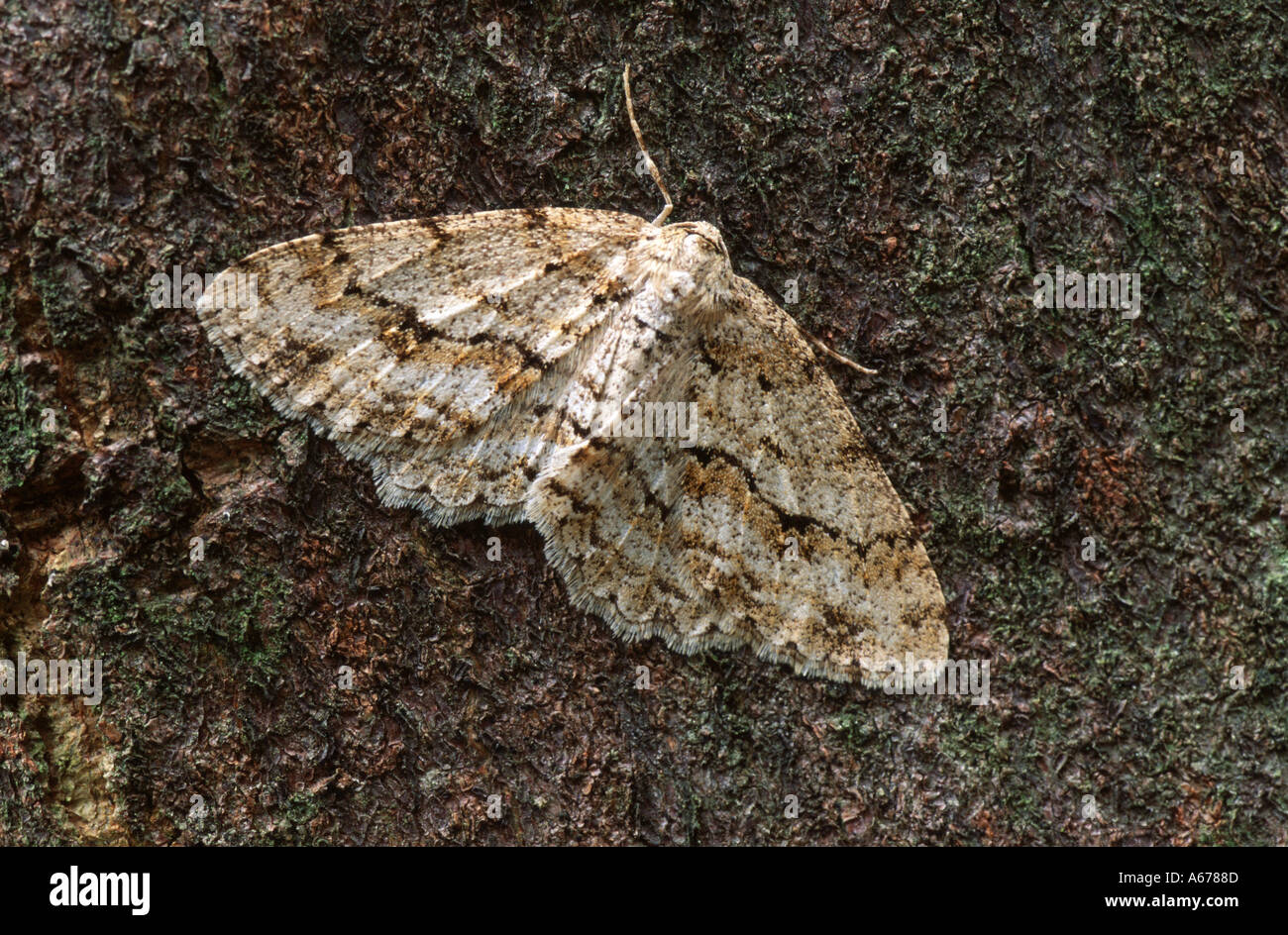 The Engrailed moth Ectropis bistortata Stock Photo - Alamy