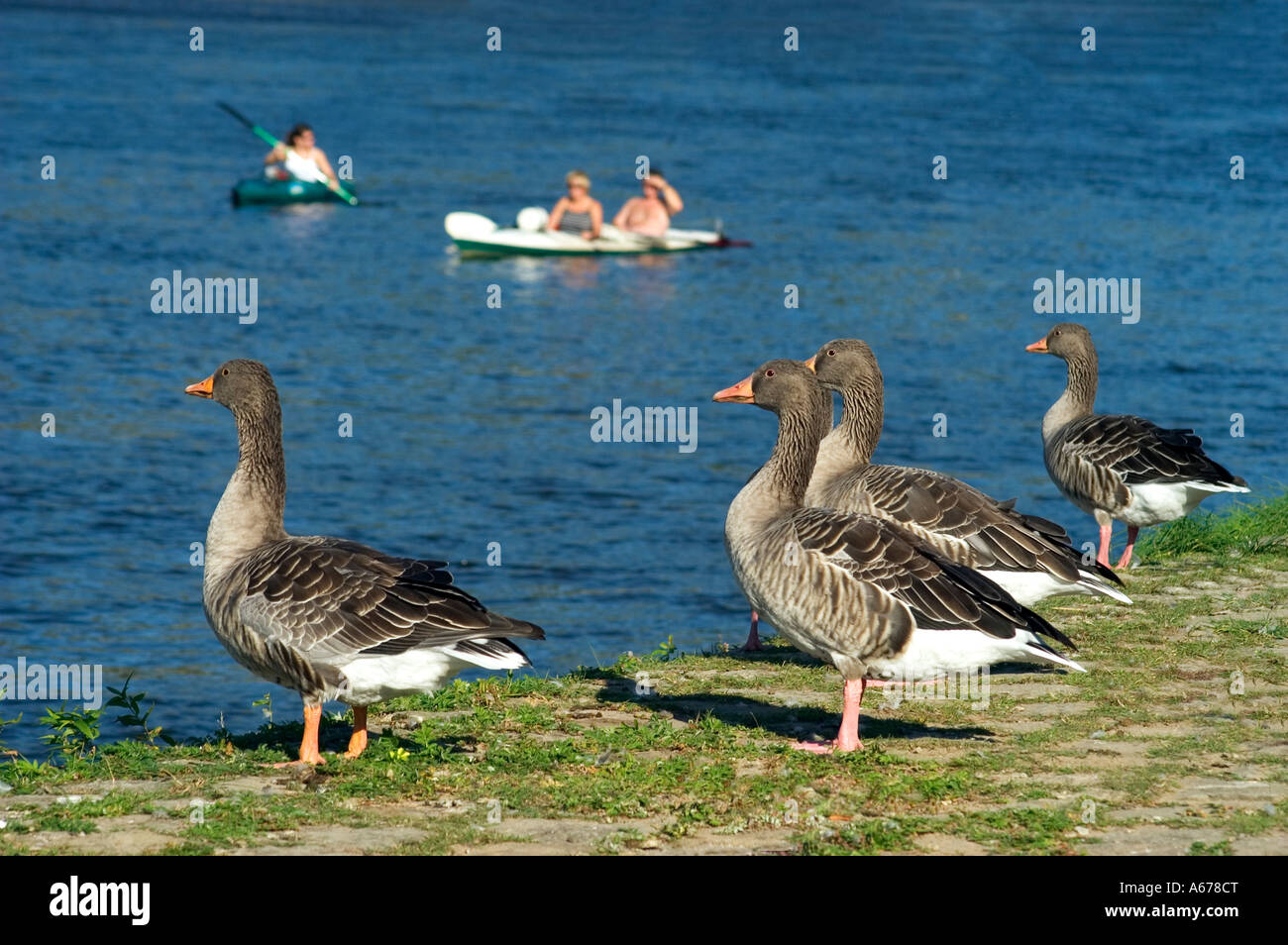 Canoe geese hi-res stock photography and images - Alamy