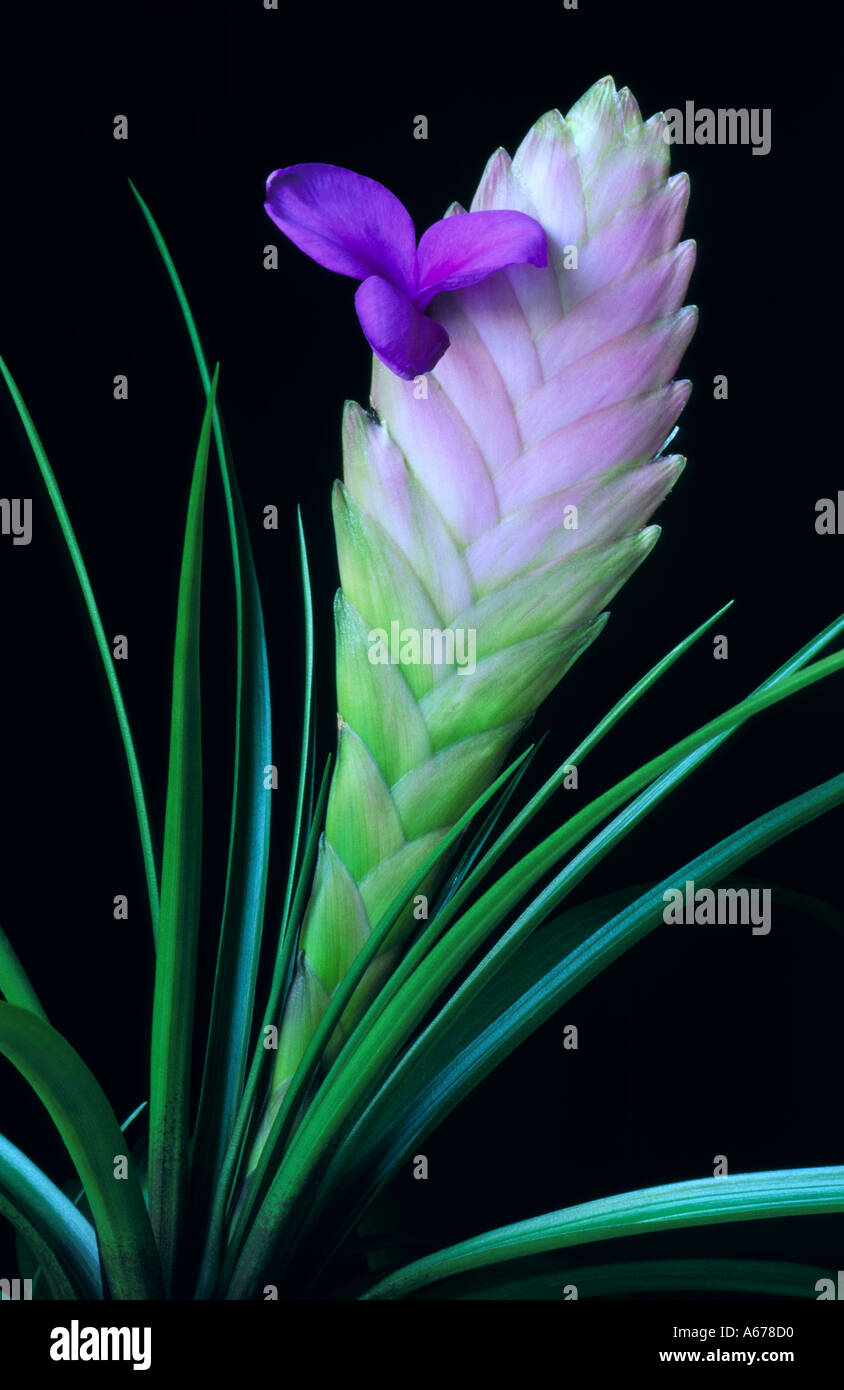 Tillandsia cyanea houseplant hi-res stock photography and images - Alamy