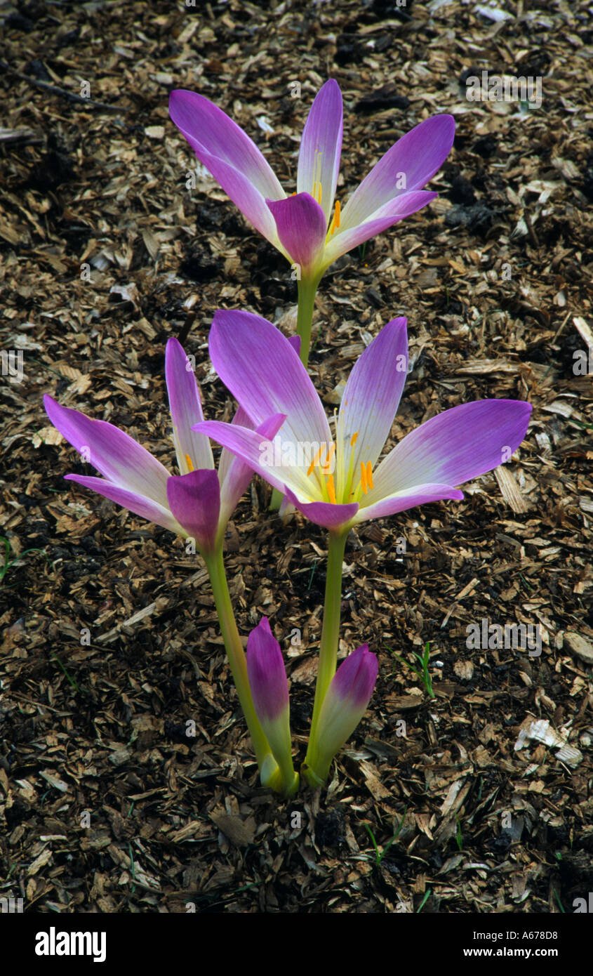 Autumn crocus colchicum speciosum hi-res stock photography and images ...