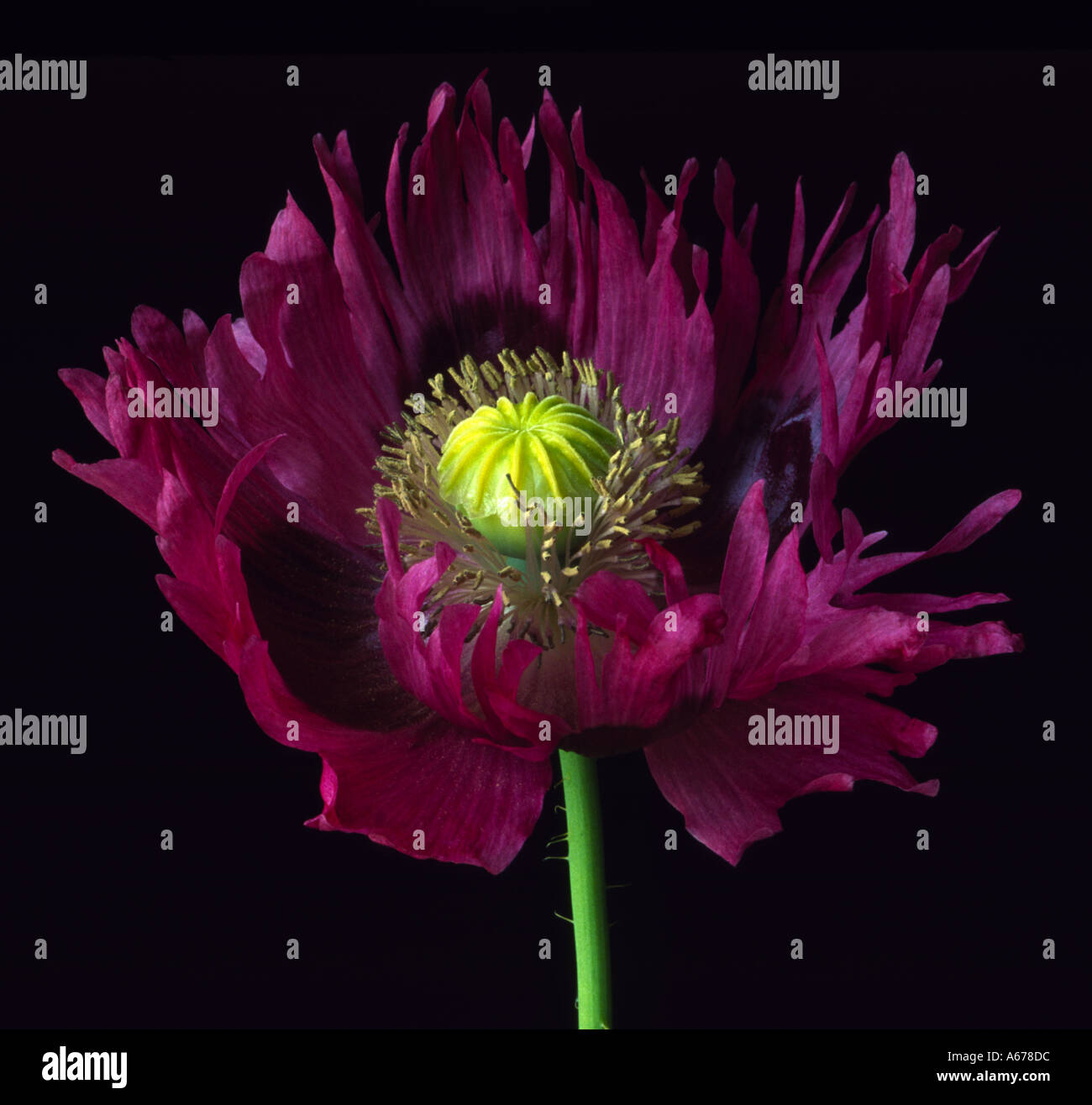 Fringed poppy hi-res stock photography and images - Alamy