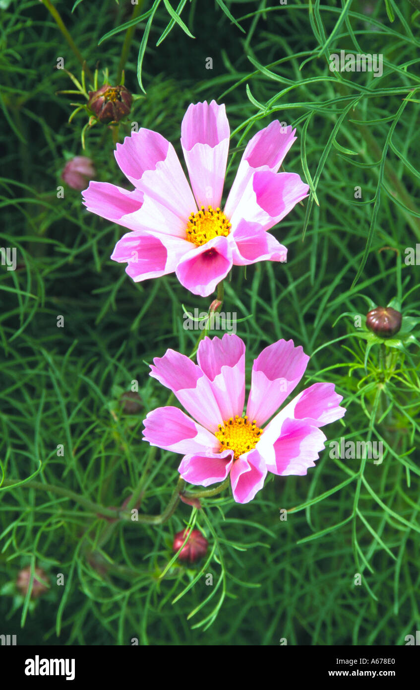 Cosmos Sea shells Stock Photo - Alamy