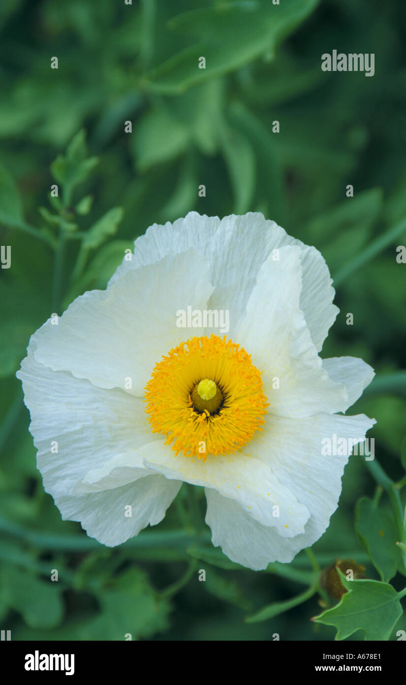 Romneya coulteri, California poppy Stock Photo - Alamy