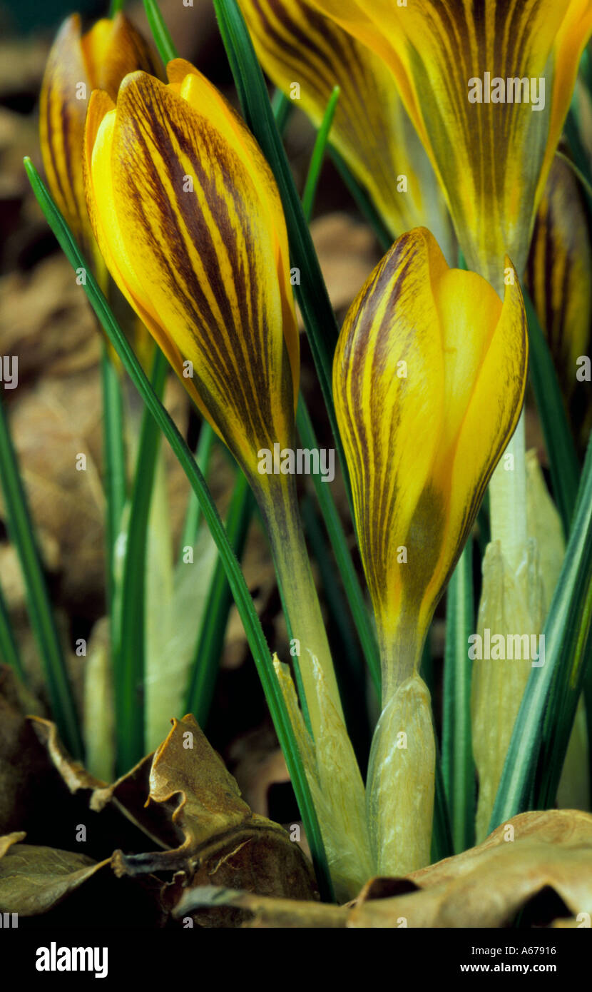 Crocus chrysanthus fuscotinctus Stock Photo - Alamy