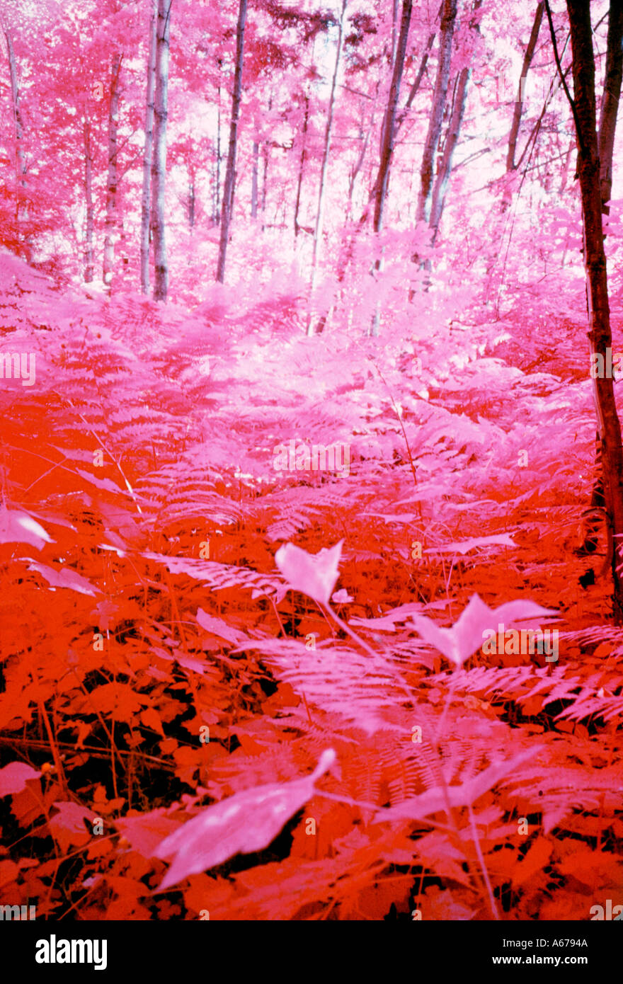 infrared foilage is rendered using infrared film Stock Photo - Alamy