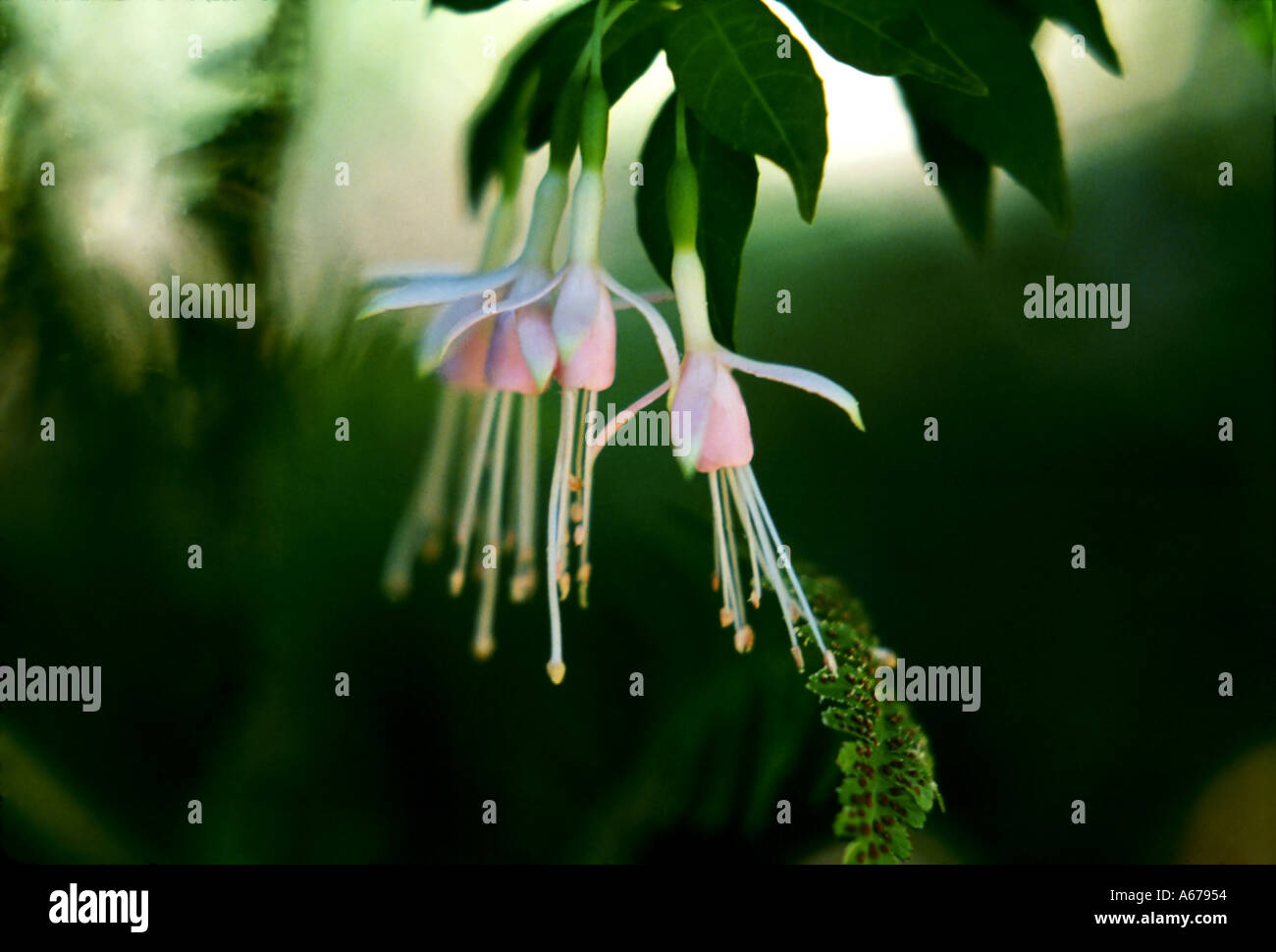 Tiny pink species fuchsia Stock Photo - Alamy