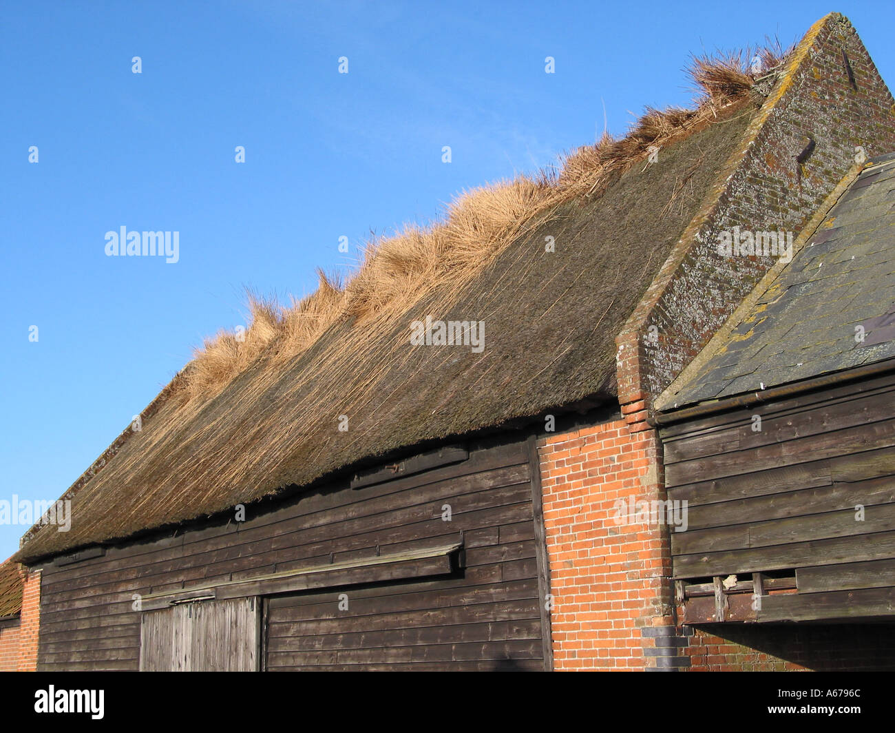 Wind damage to thatch, traditional Suffolk country scene and thatched ...