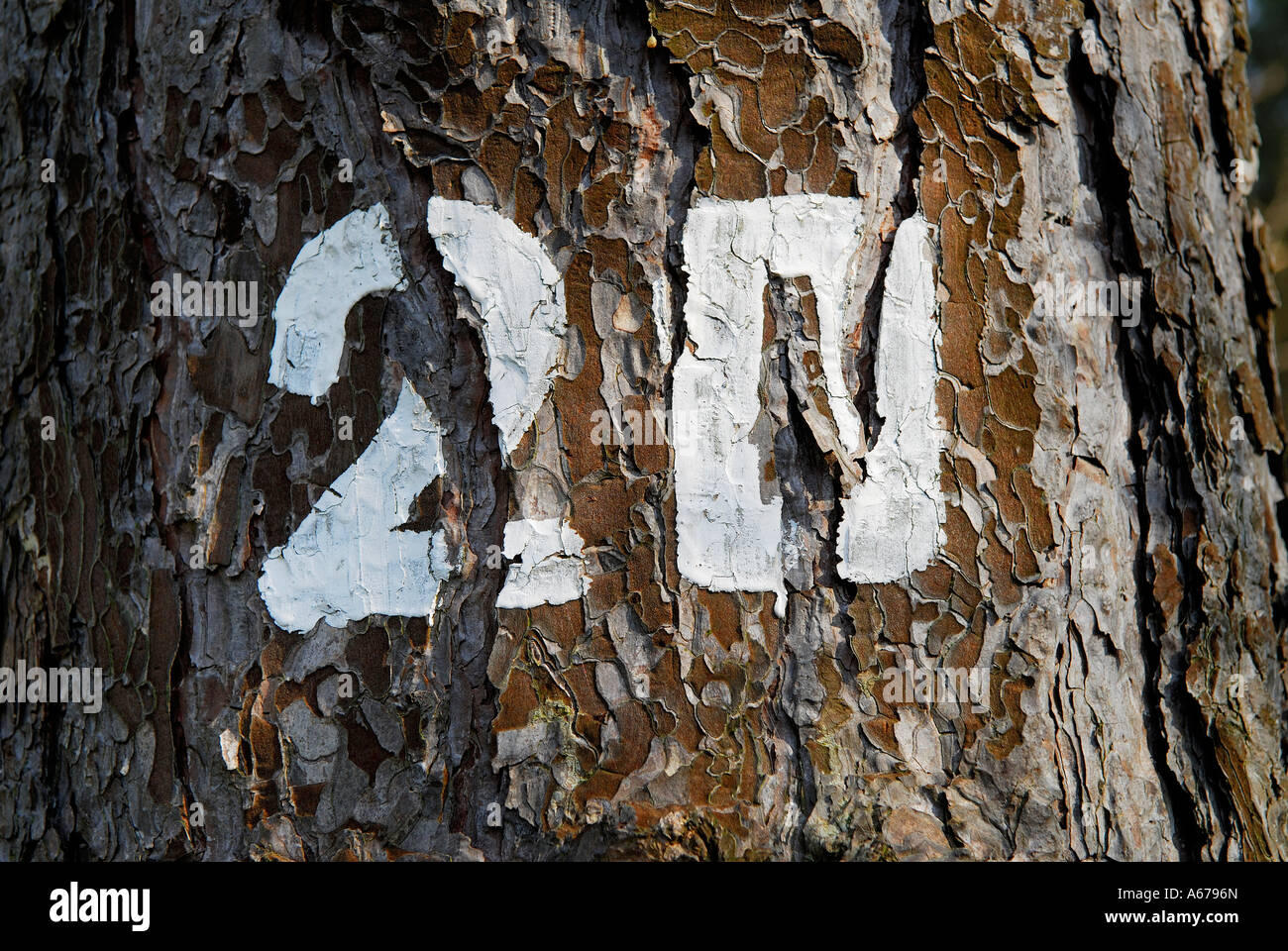 Number on tree trunk hi-res stock photography and images - Alamy