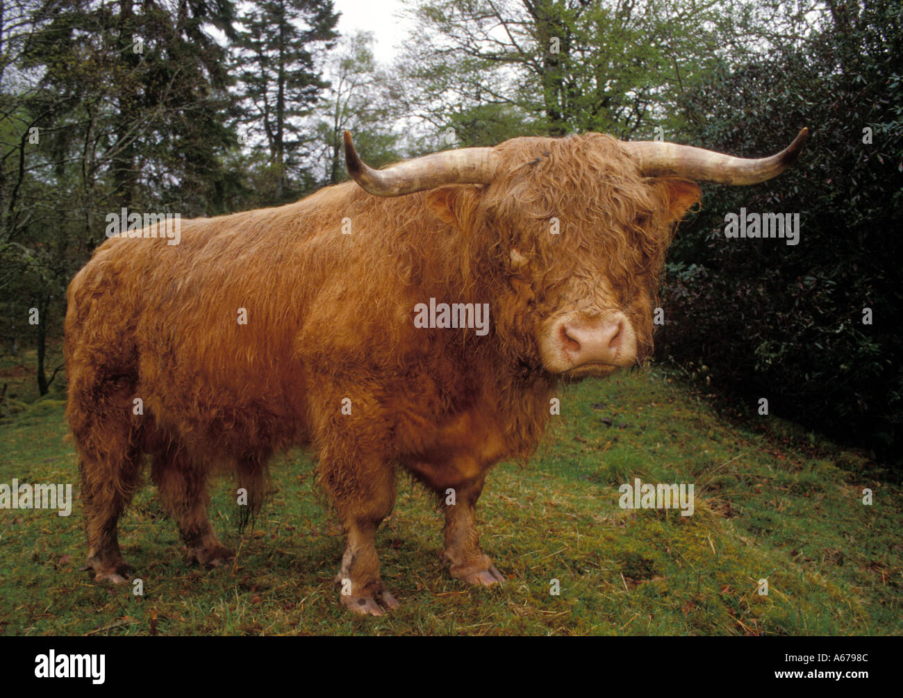 Scotland Highland cattle adult Stock Photo - Alamy