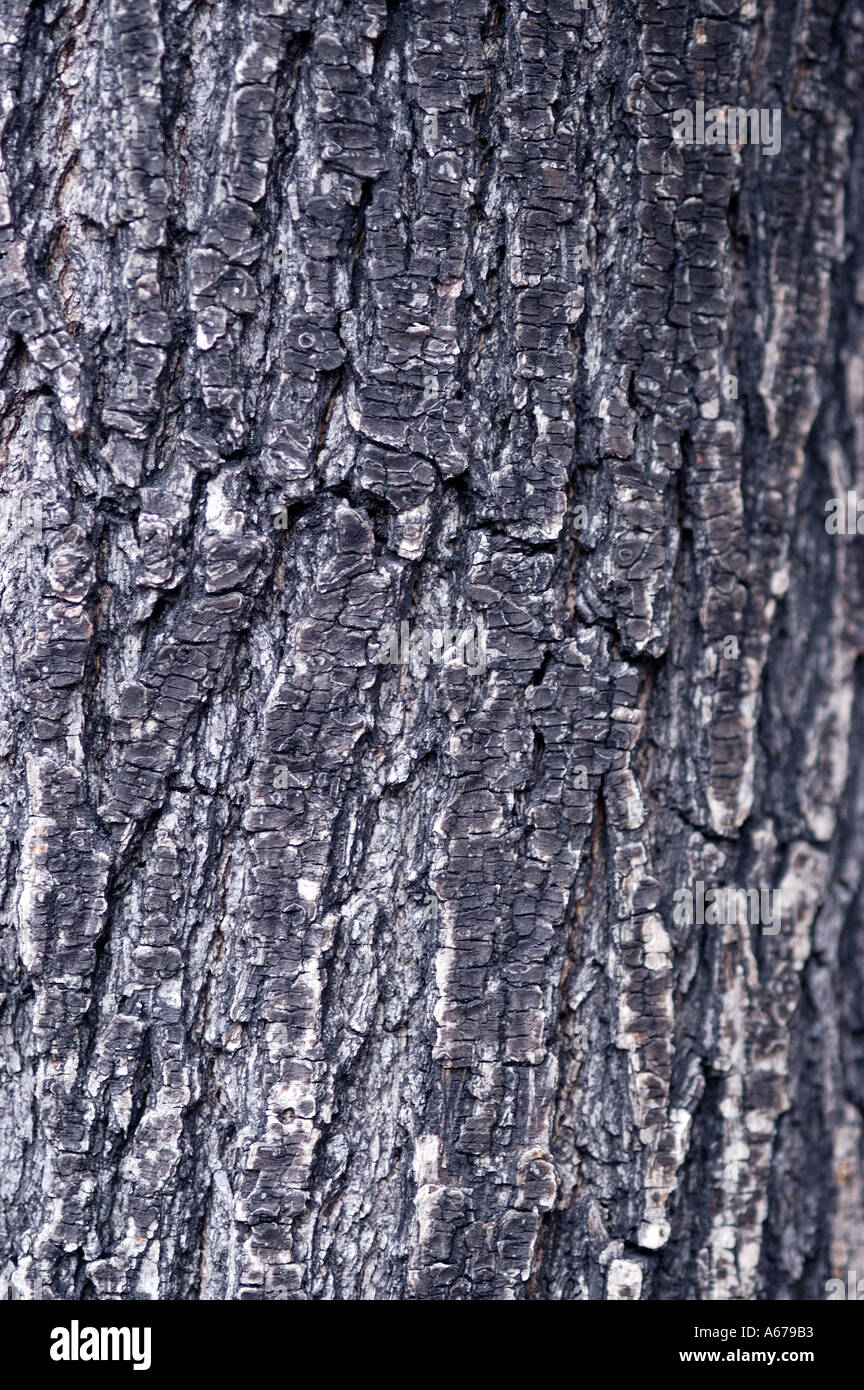 Tree trunk bark close up Stock Photo - Alamy
