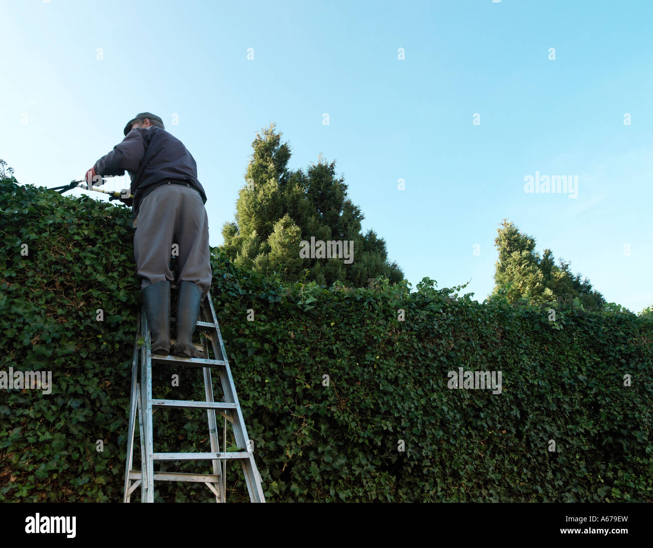 man cutting hedge on ladders Stock Photo - Alamy