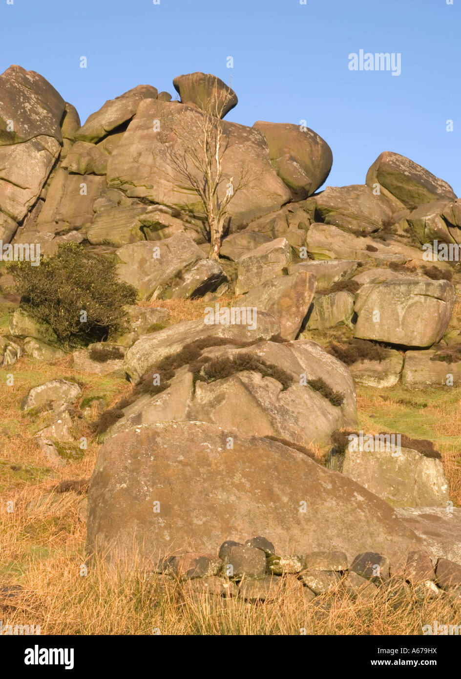 Isolated tree at the Roaches in the Peak District Stock Photo - Alamy