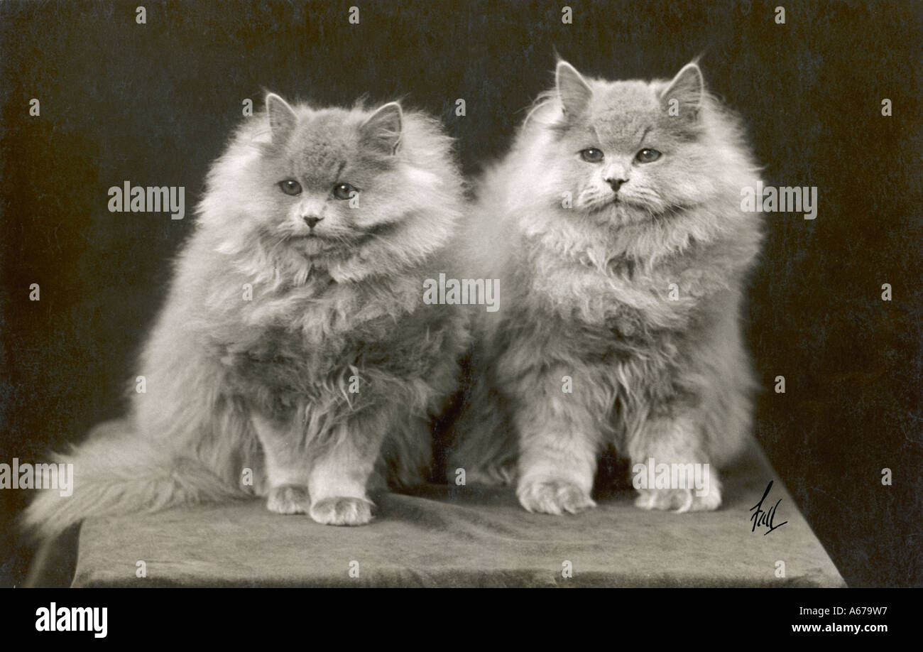 Fall Blue Persian Cats Stock Photo - Alamy