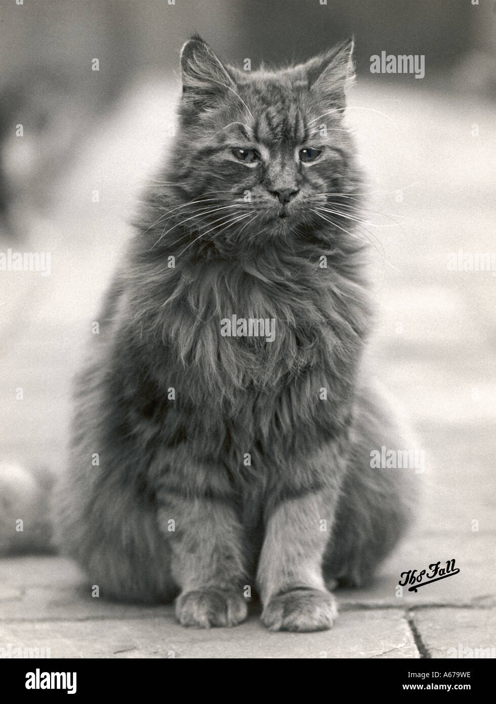 Fall Fluffy House Cat Stock Photo - Alamy