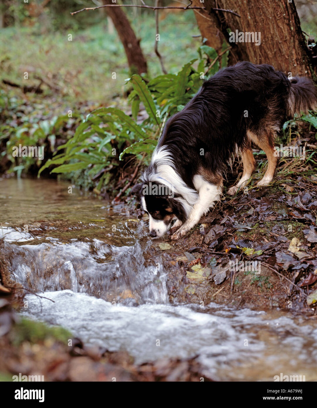 collie dog drinking from stream Stock Photo - Alamy