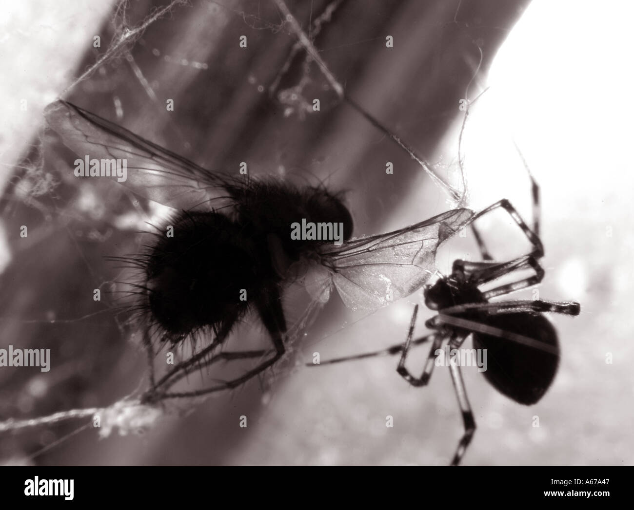 Housefly trapped by spider in web about to be eaten Stock Photo - Alamy