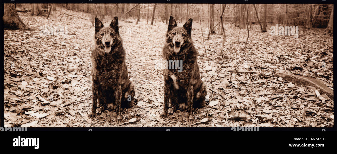 Dog Twin dogs pets standing on path Stock Photo - Alamy