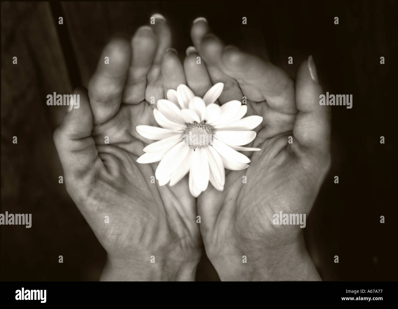 Woman's Hands hold a perfect flower beauty concept Stock Photo - Alamy