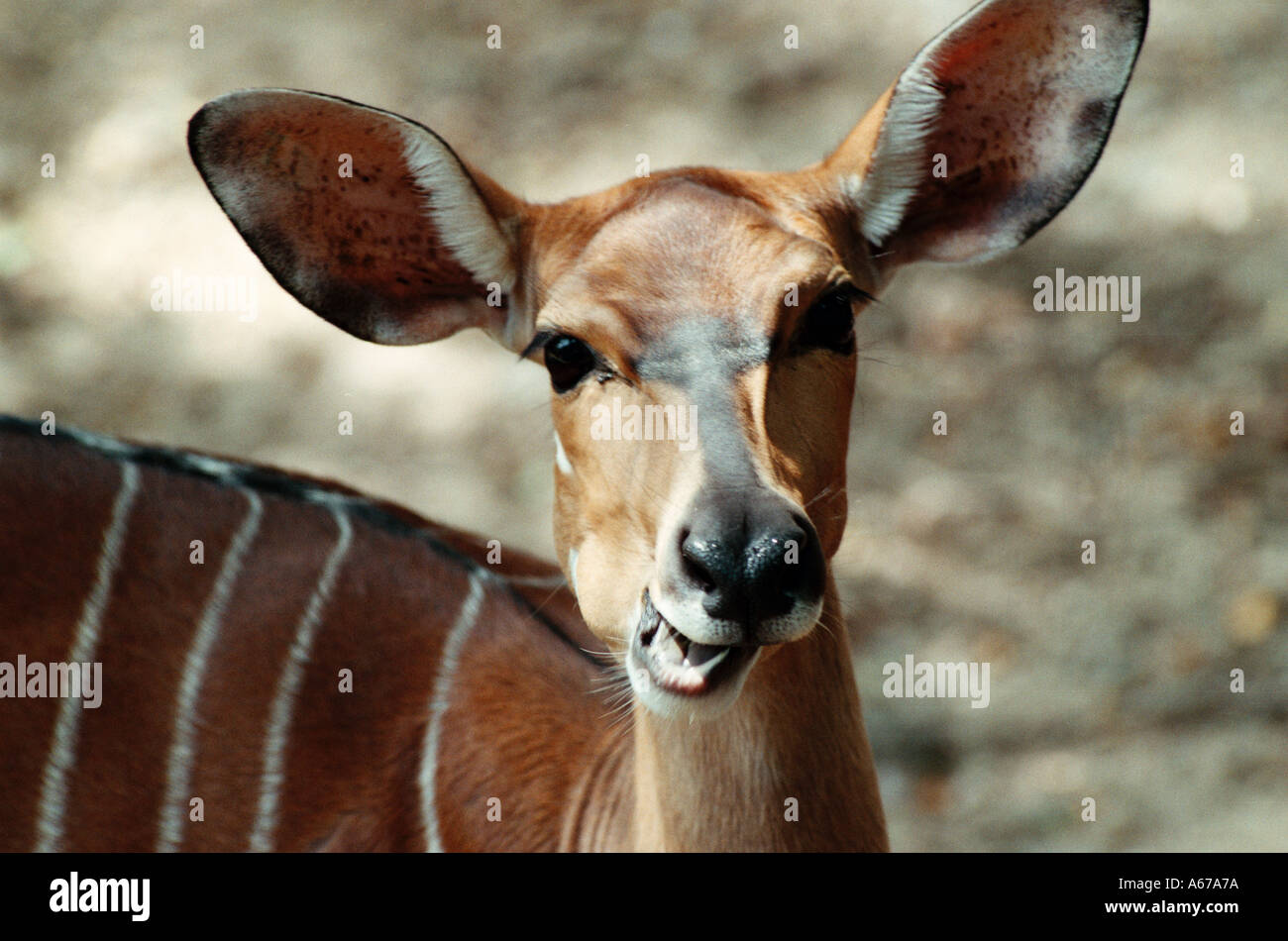 Humor Deer looking directly into camera Stock Photo - Alamy