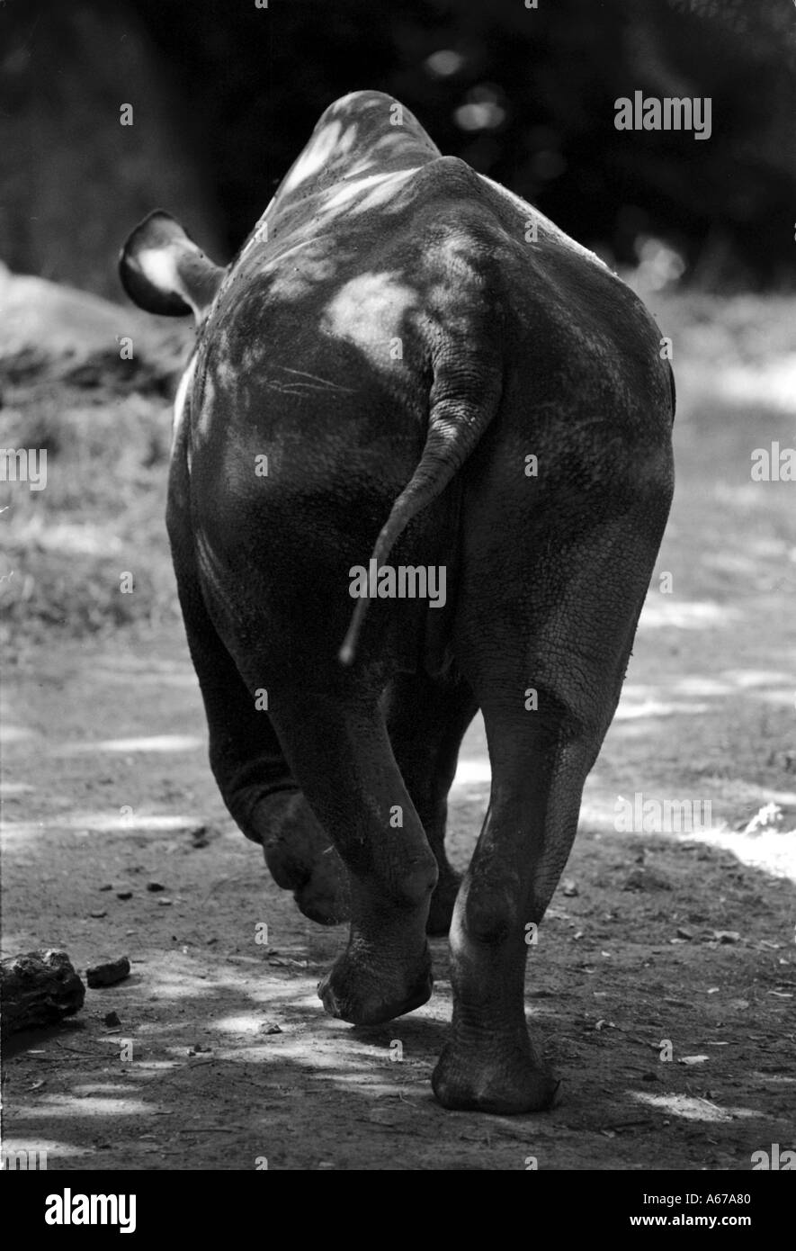 Rhino walking away rear view Humor Stock Photo - Alamy