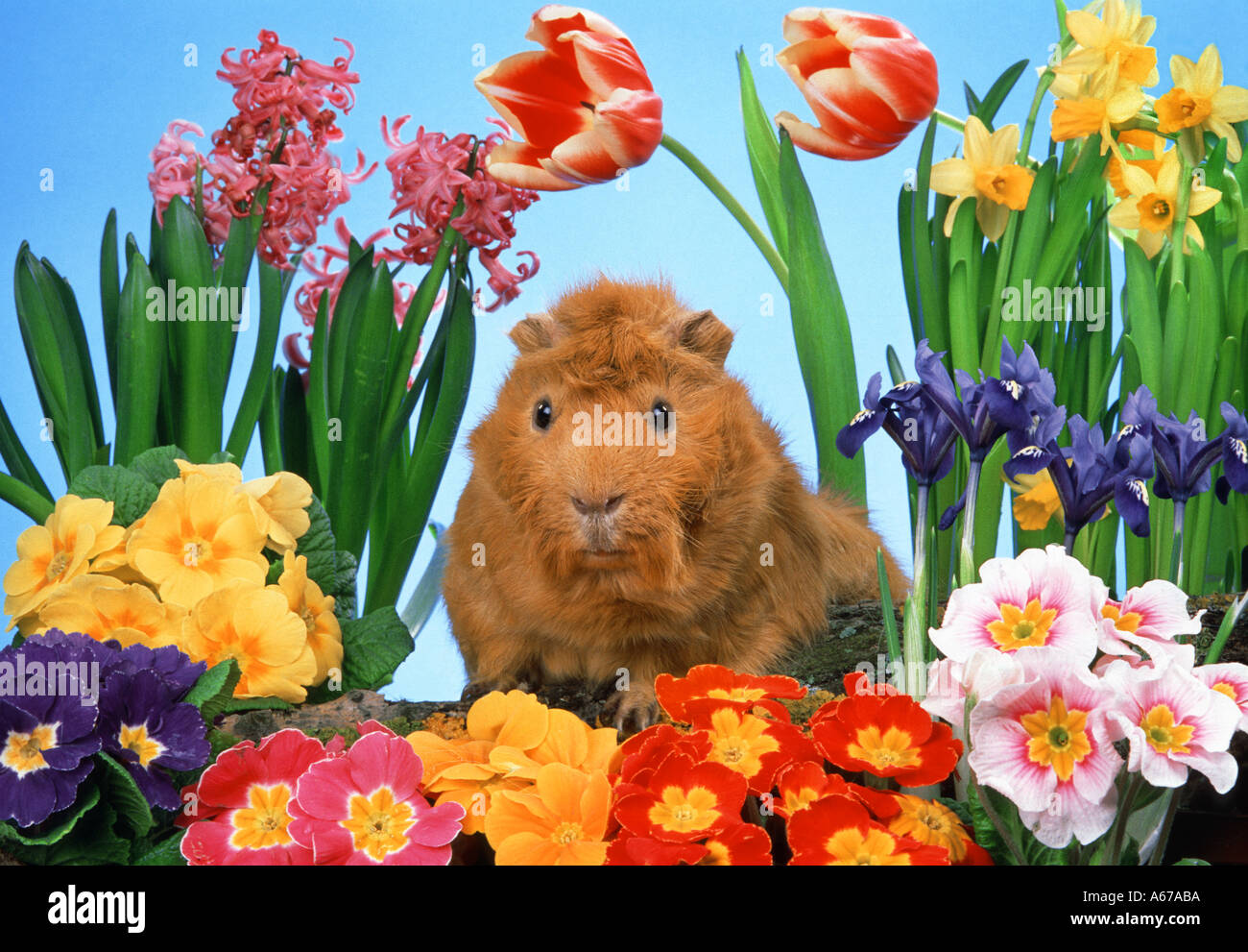 Pig spring hi-res stock photography and images - Alamy