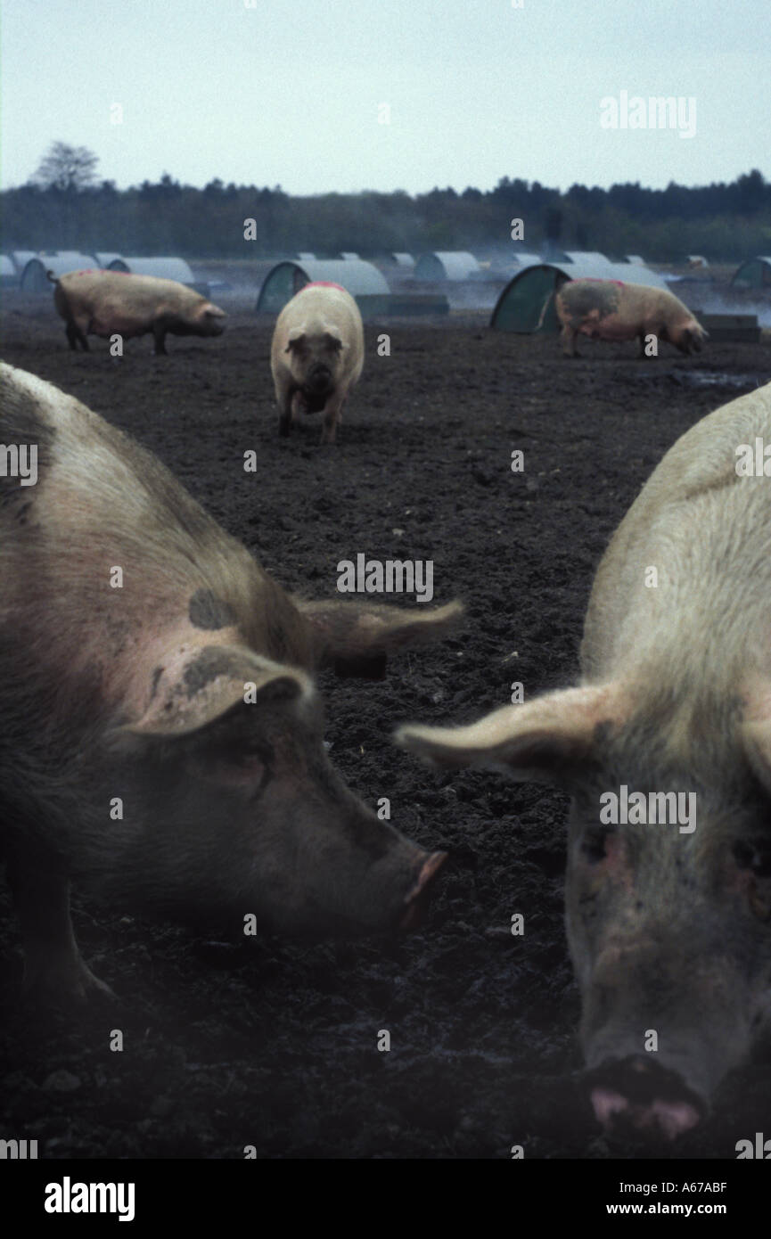 Pigs on a farm Suffolk England Stock Photo - Alamy