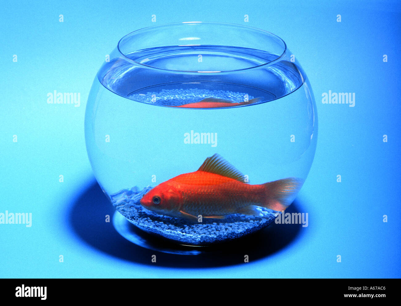 gold fish in a water glass Stock Photo - Alamy