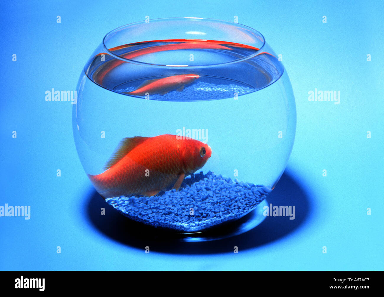 gold fish in a water glass Stock Photo - Alamy