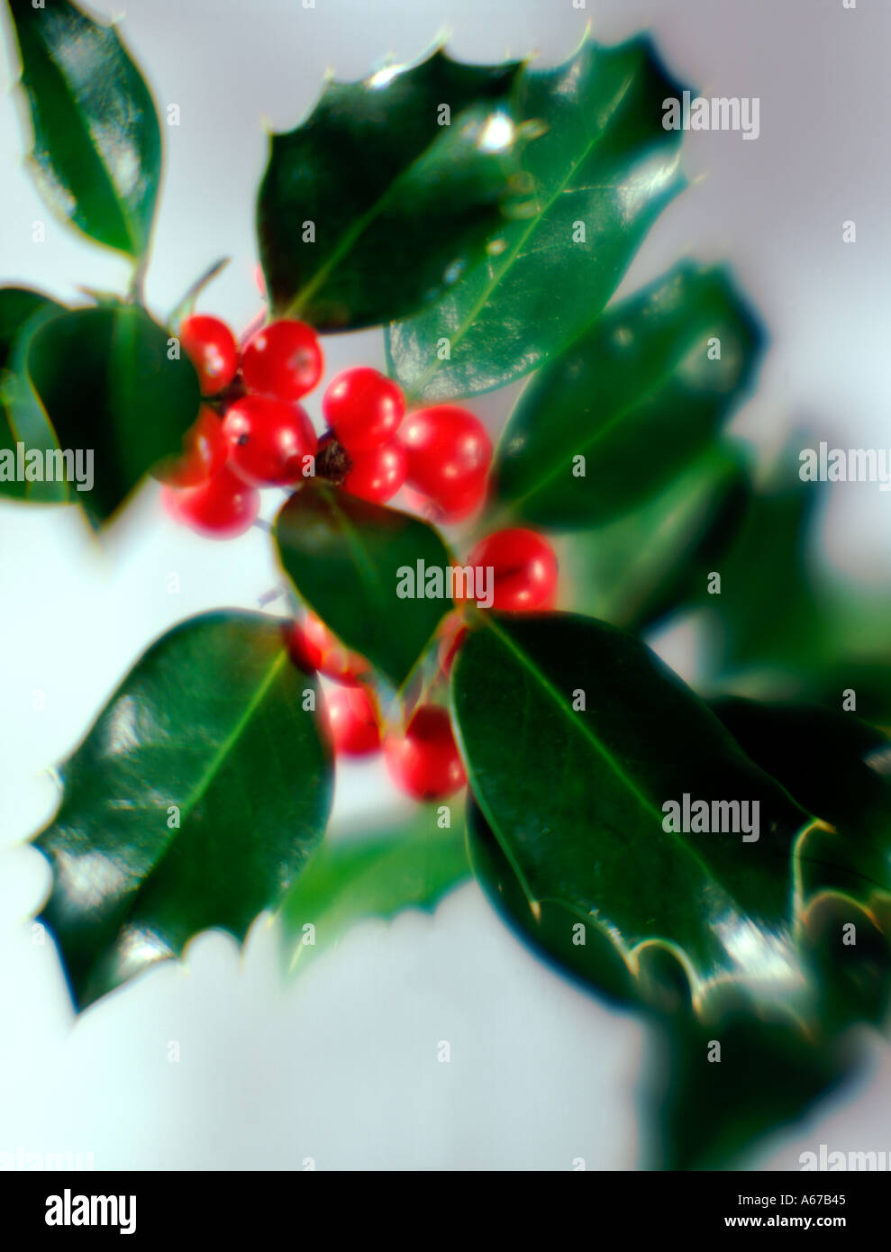 Sprigs of holly hi-res stock photography and images - Alamy