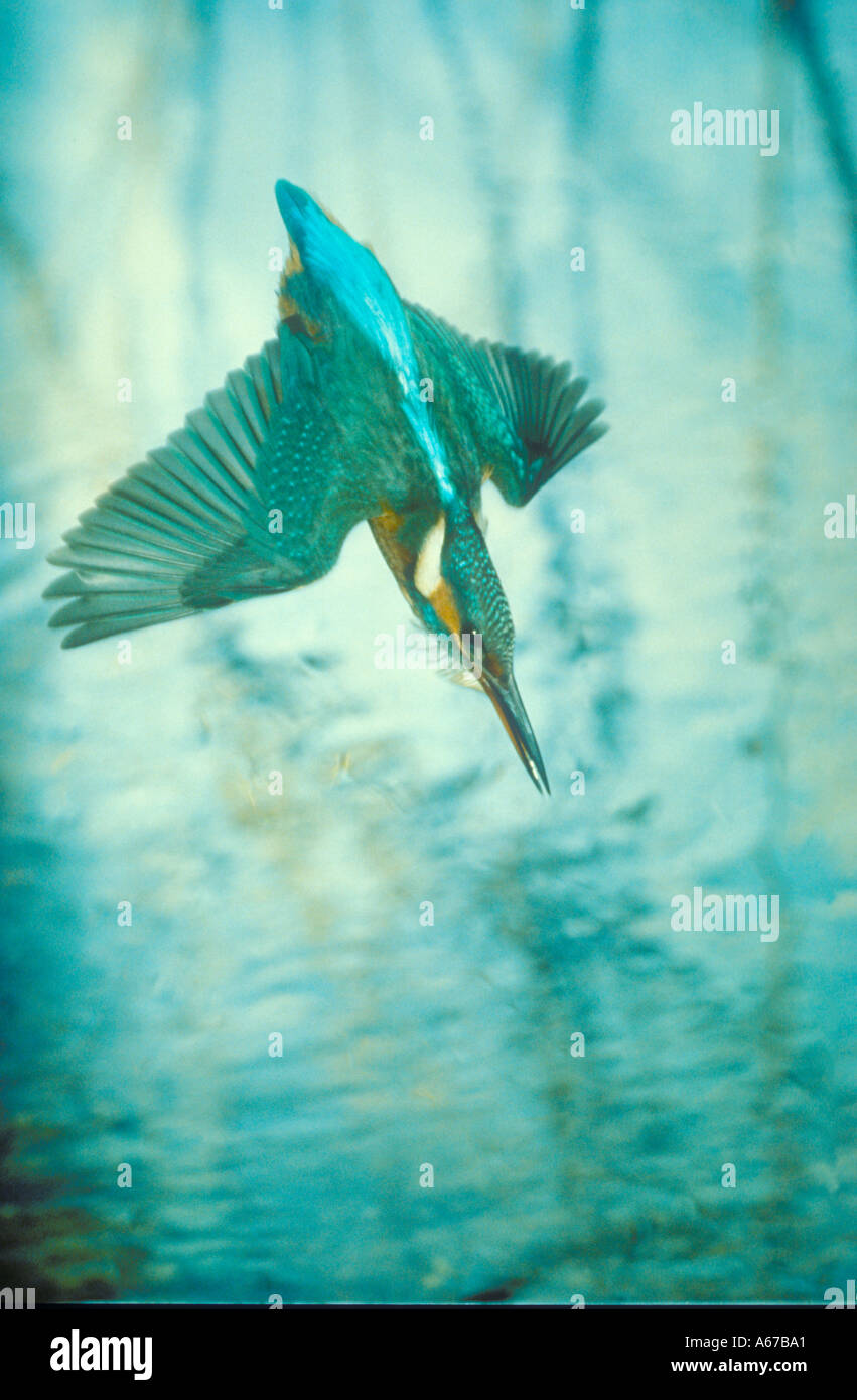 Kingfisher in mid dive Stock Photo - Alamy